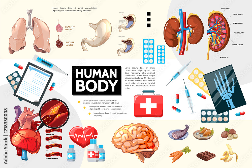 Cartoon Human Body Anatomy Infographics Stock Vector | Adobe Stock