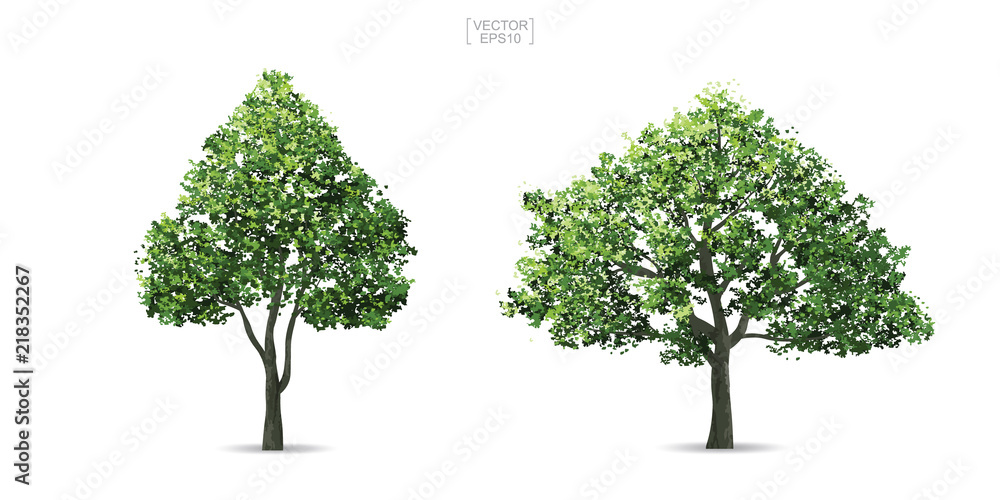 Collection of tree isolated on white background. Natural object for ...