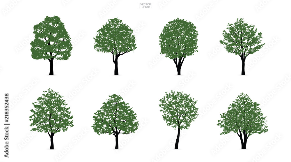 Set of green tree isolated on white background for landscape design and ...