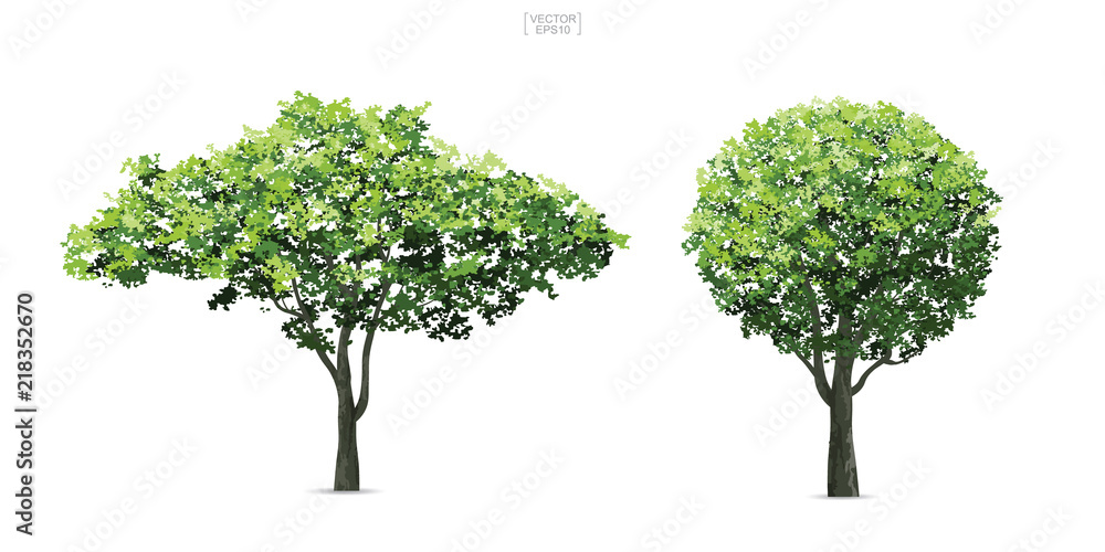 Collection of tree isolated on white background. Natural object for ...