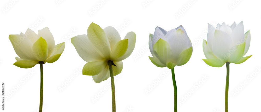 Collection of Isolated White lotus on a white background , A beautiful ...