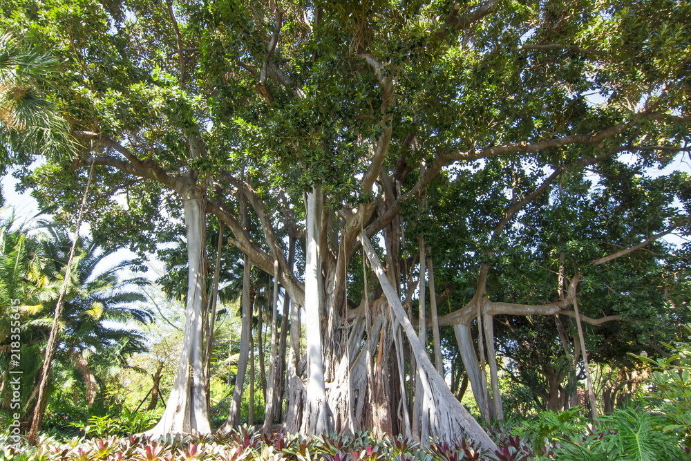 Ficus tree in Botanical garden in Puerto de la Cruz, Tenerife, Canary ...