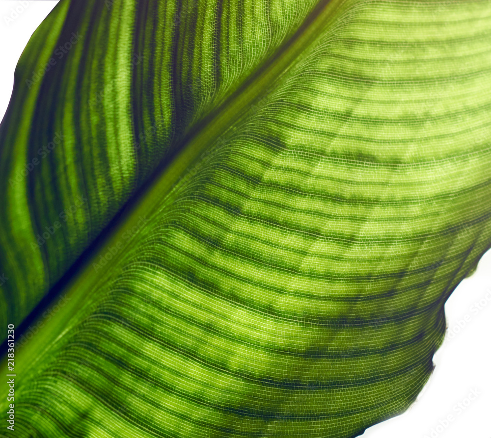 Leaf of strelitzia with cells and veins are visible, macro, close-up ...