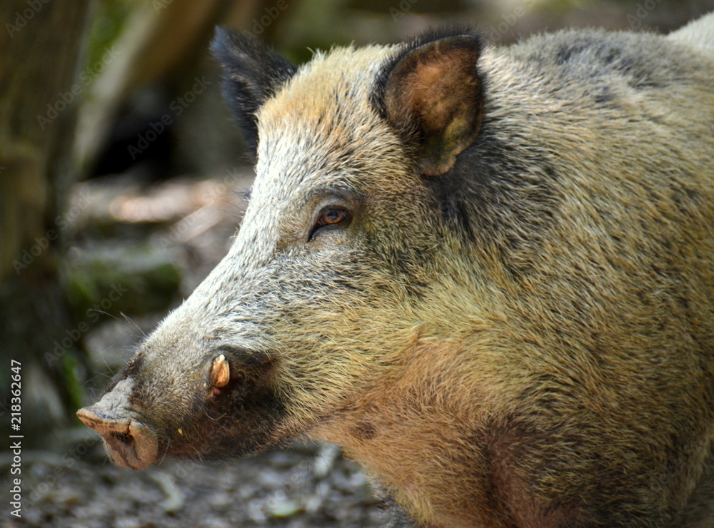 Keiler Stock-Foto | Adobe Stock