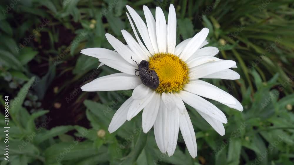 Madeira White Marguerite Daisy ,'Madeira white '(Argyranthemum ...