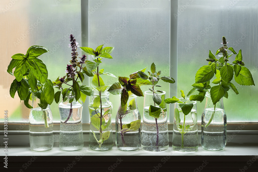 Varieties Of BAsil Stock Photo | Adobe Stock