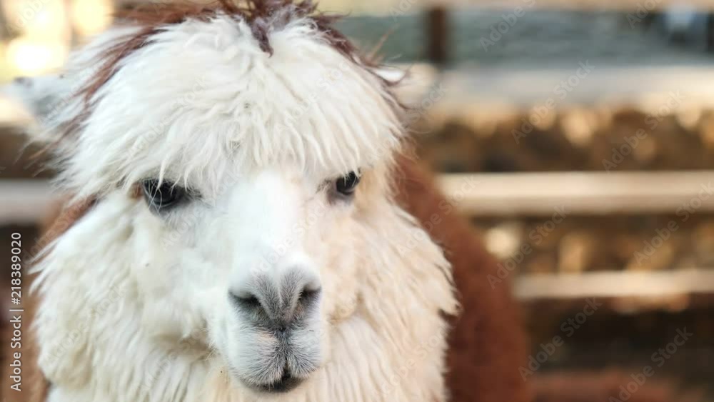 Curious brown alpaca in the farm with wind flow. Stock Video | Adobe Stock