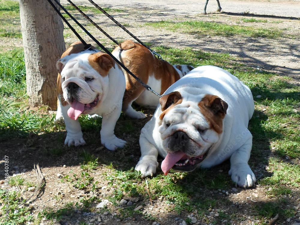 Tres felices bulldogs ingleses de pura raza jadeando bajo sombra de ...