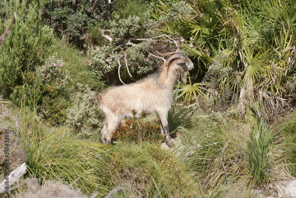 Cabra mallorquina asilvestrada gris en La Trapa, Sierra de Tramuntana ...
