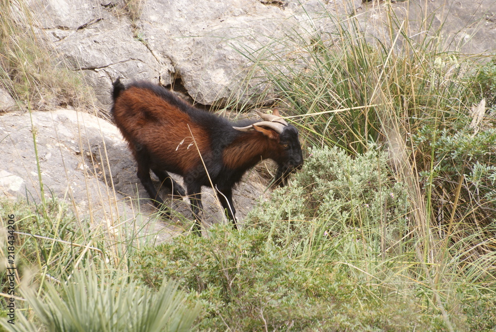 Cabra mallorquina salvaje rojiza y negra buscando comida en La Trapa ...