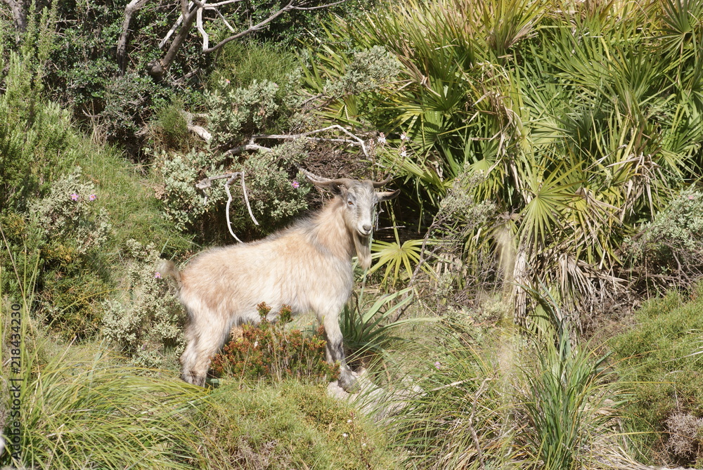 Cabra mallorquina asilvestrada gris en La Trapa, Sierra de Tramuntana ...