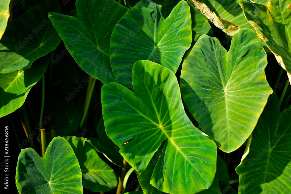 Giant Taro.Giant Taro,Alocasia Indica Green bushes, biennial plants ...