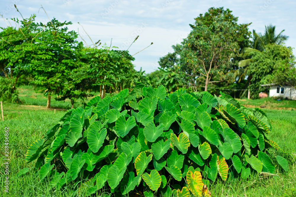 Giant Taro.Giant Taro,Alocasia Indica Green bushes, biennial plants ...