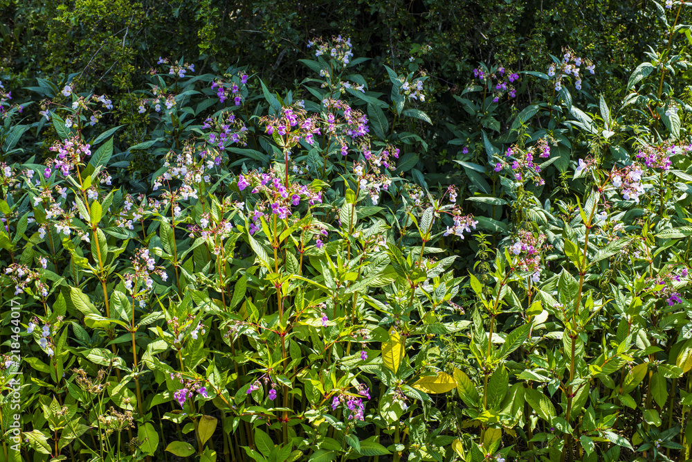 Invasive weed - Himalayan Balsam (Impatiens balsamifera) Stock Photo ...
