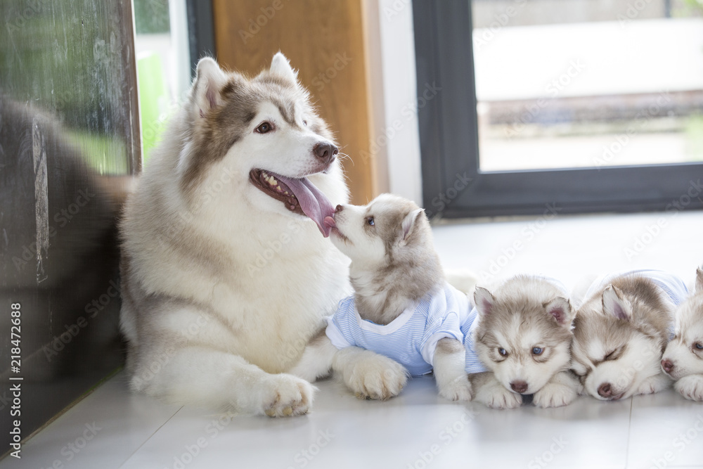 Are Huskies Friendly