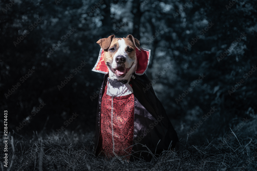 Cute dog dressed up as vampire in dark moonlit forest. Smiling ...