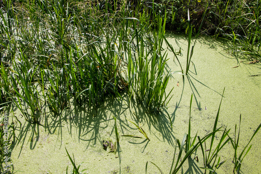 Bog covered with green ooze. Texture of green swamp ooze with insect ...