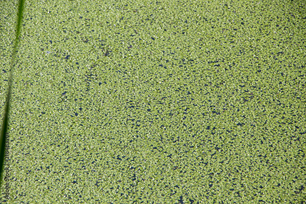 Bog covered with green ooze. Texture of green swamp ooze with insect ...