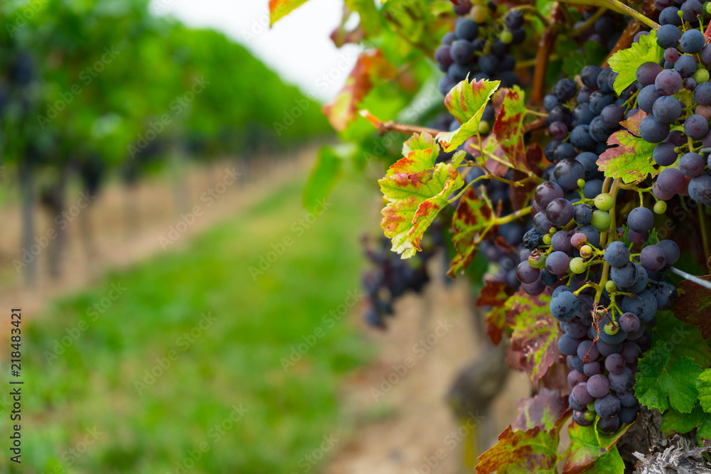 blaue weintrauben an der rebe blur effekt Stock Photo | Adobe Stock