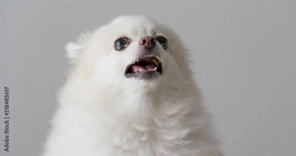 Pomeranian dog angry Stock Video | Adobe Stock