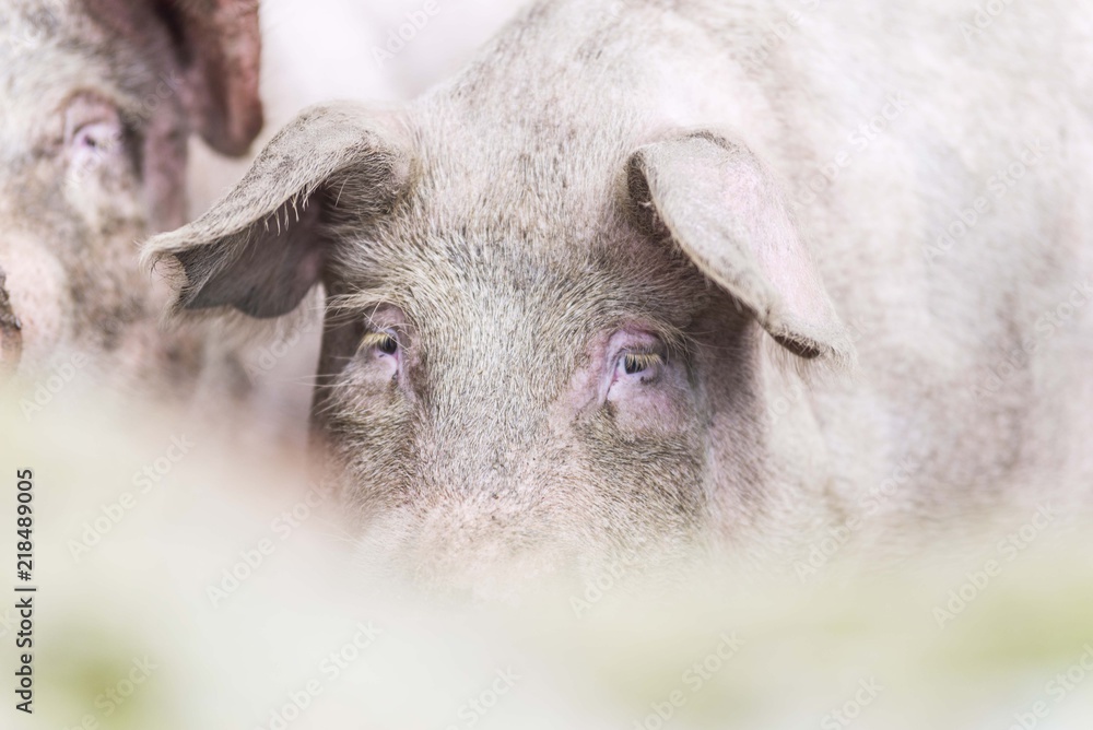 pig isolated. pig head. pig eyes Stock Photo | Adobe Stock