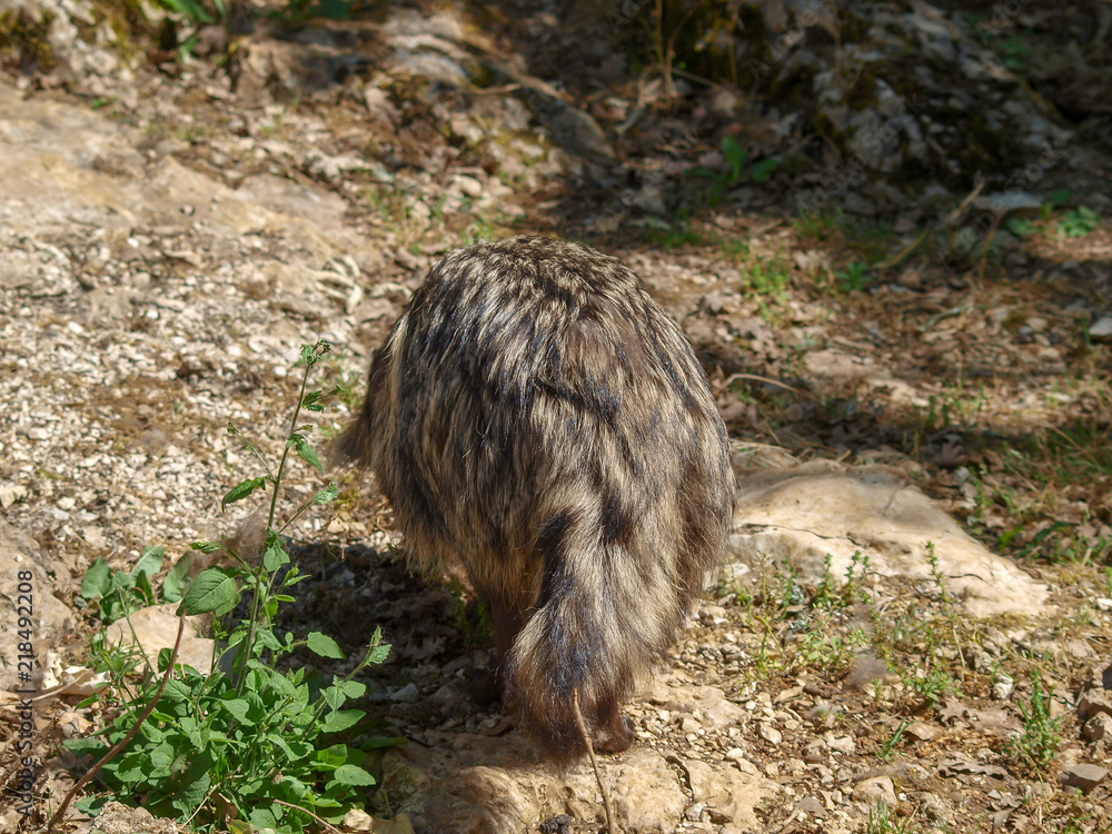 Le chien viverrin ou chien martre - Nyctereutes procyonoides Stock-Foto ...