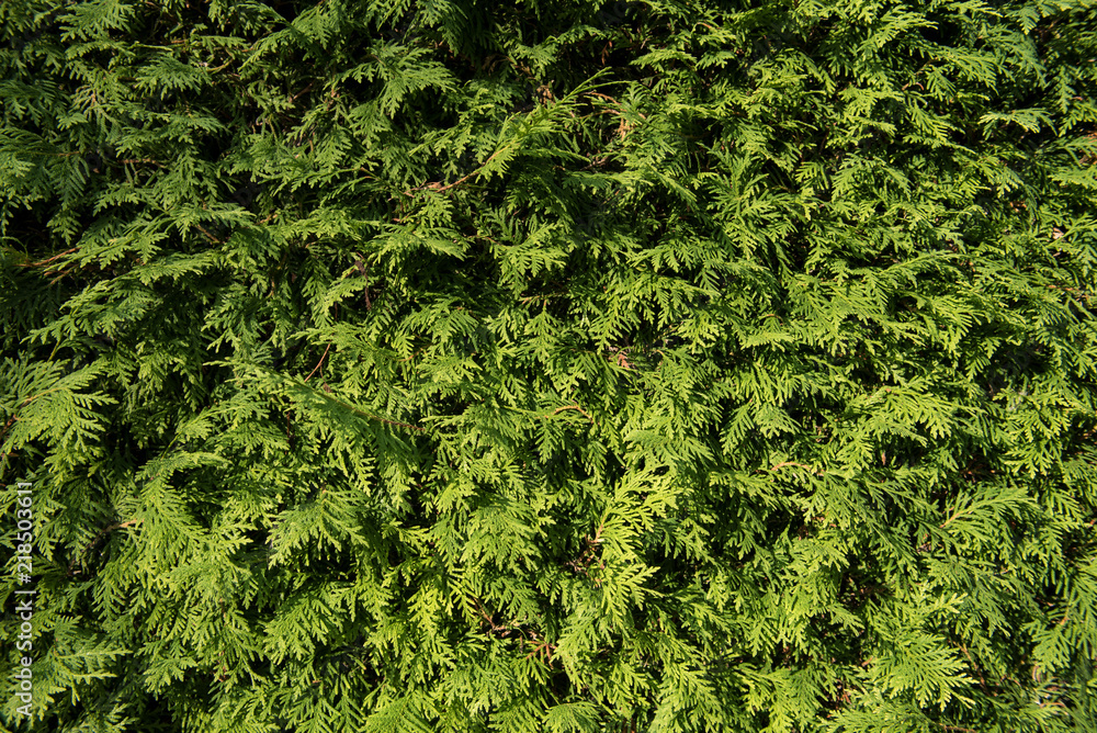 Green wall of cupressus tree as background, texture. Natural wallpaper ...