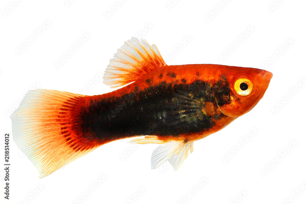 Yellow Platy Fish