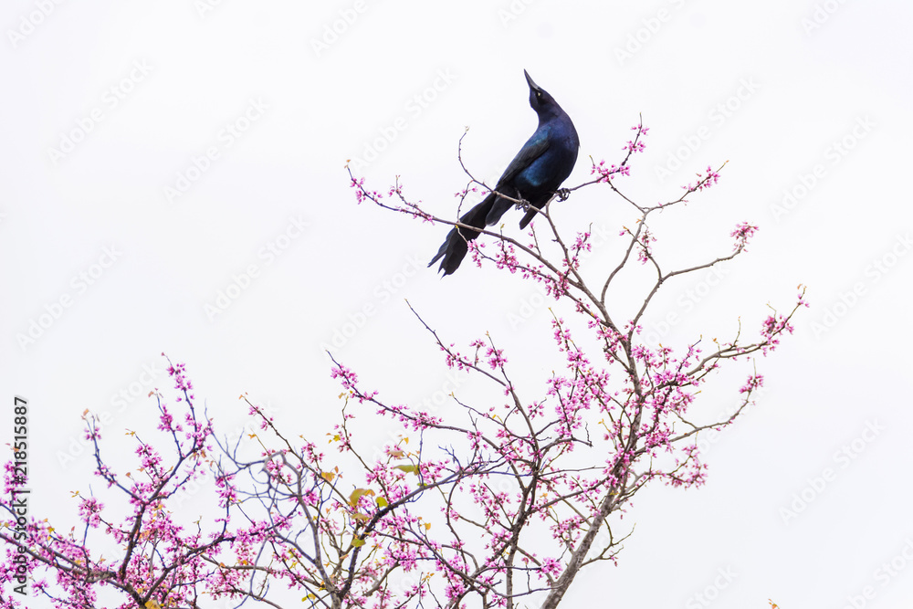 Black crow on top of red bud tree in full bloom with pink flowers in ...