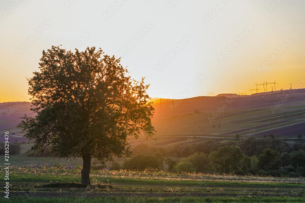 Green Tree Sunset