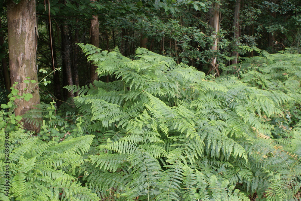 Bosque frondoso verde de hojas helechos y árboles de eucalipto en día ...