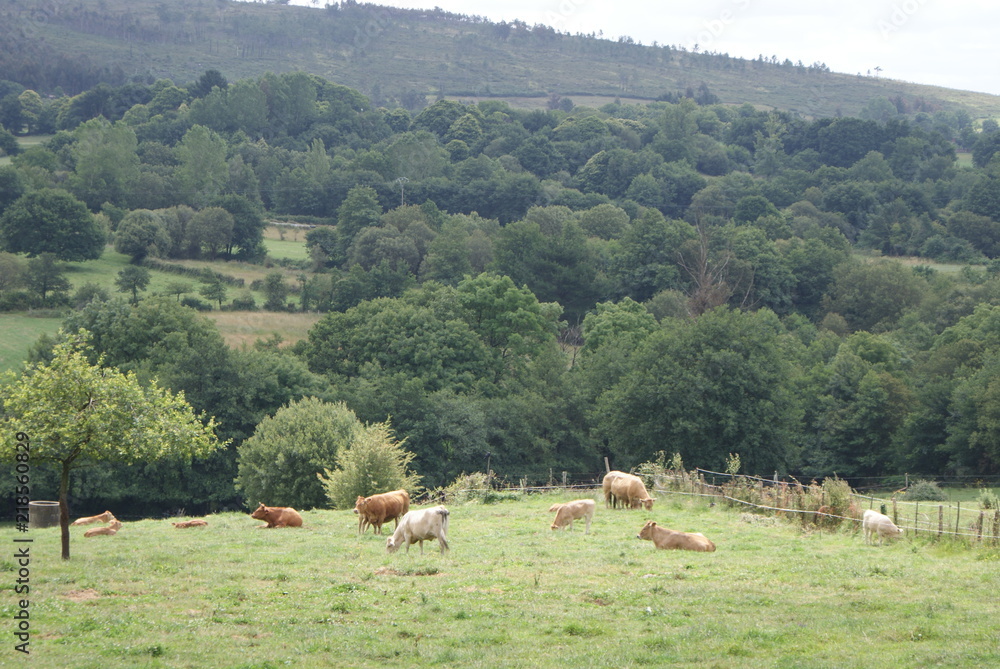 Vacas rubias gallegas marrones comiendo hierba fresca en prado, pasto ...