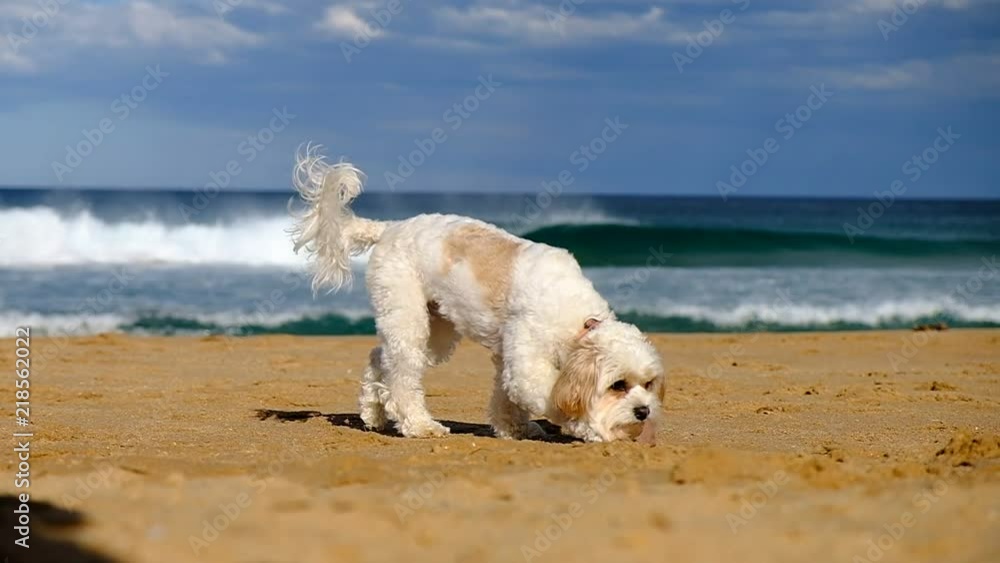 Small breed Cavoodle dog smelling the ground at the beach vídeo de ...