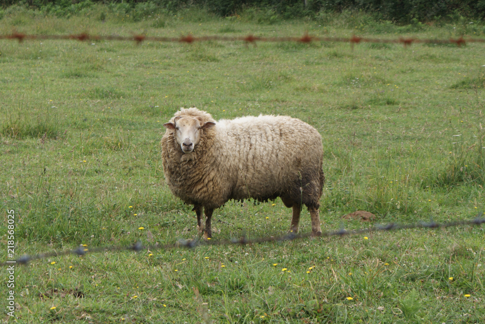 Carnero, macho de oveja gallega, raza ovella galega blanca con lana ...