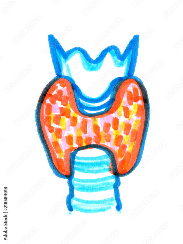 Thyroid Drawing