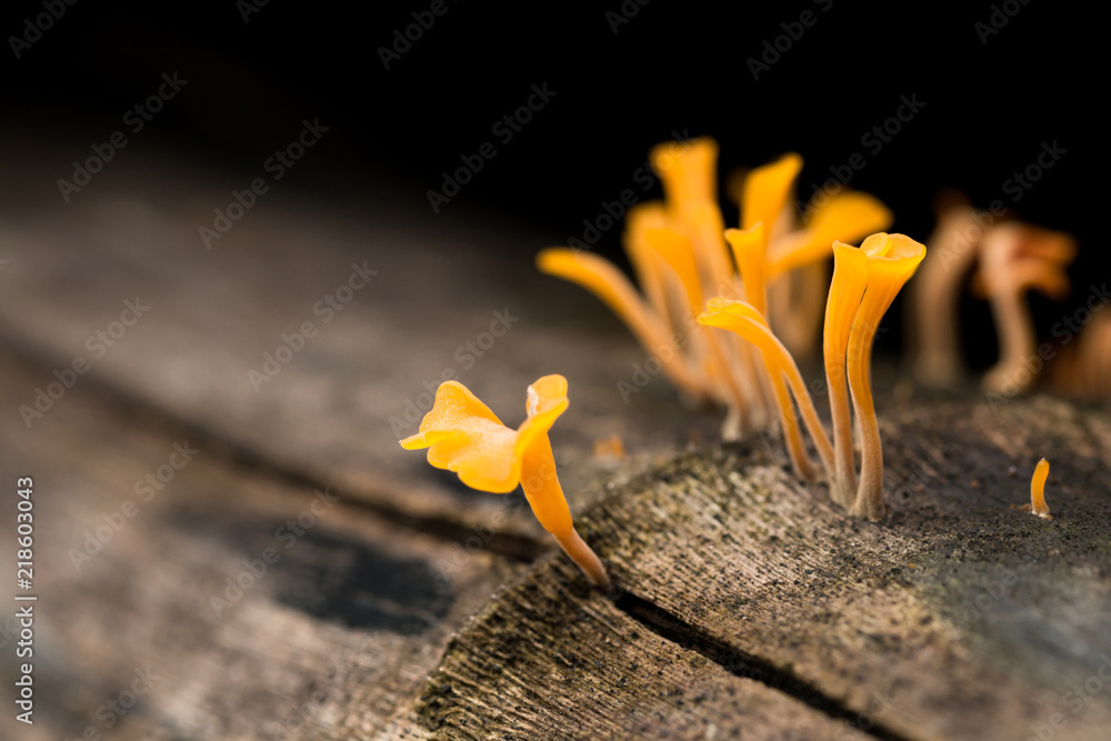Macro shooting of Nature small fungus mushroom on old moisture timber ...