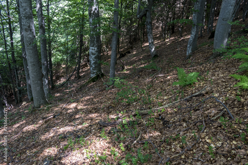 Trees with interesting shapes at the forest on the way to Kozya stena ...