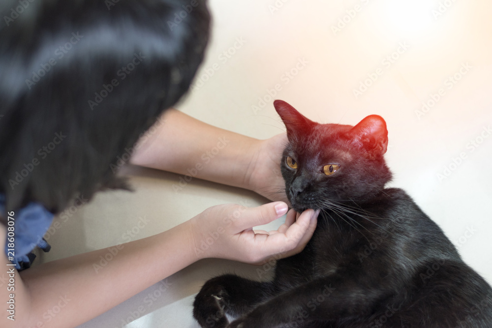 Selective focus on adorable Asia kid girl playing with Thai cat. Little ...