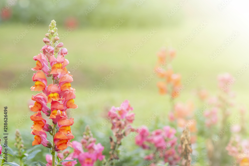 Scrophulariaceae Snapdragon