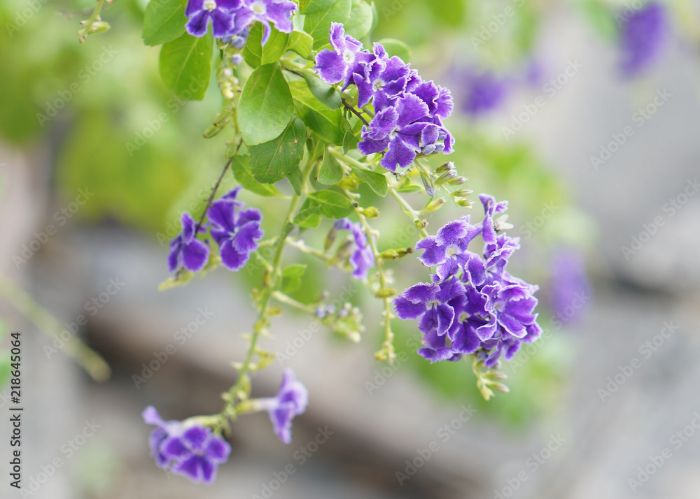 Violet flower, Golden Dew Drop, Duranta erecta on nature background ...