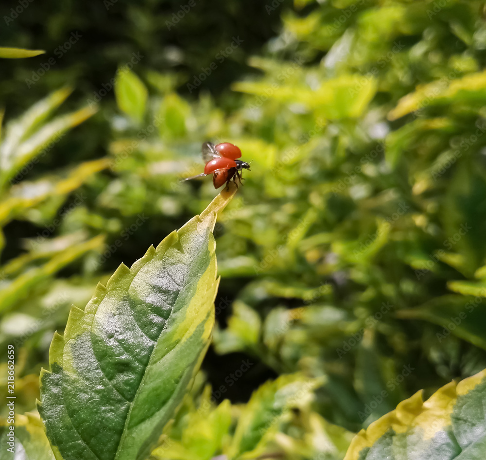Cycloneda sanguinea, orange ladybug or ladybird beetle with no spots ...