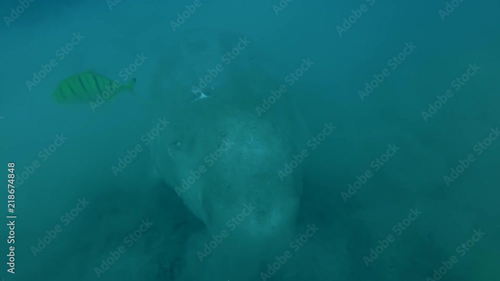 Dugong eats sea grass (Dugong or Sea Cow, Dugong dugon) Close-up ...