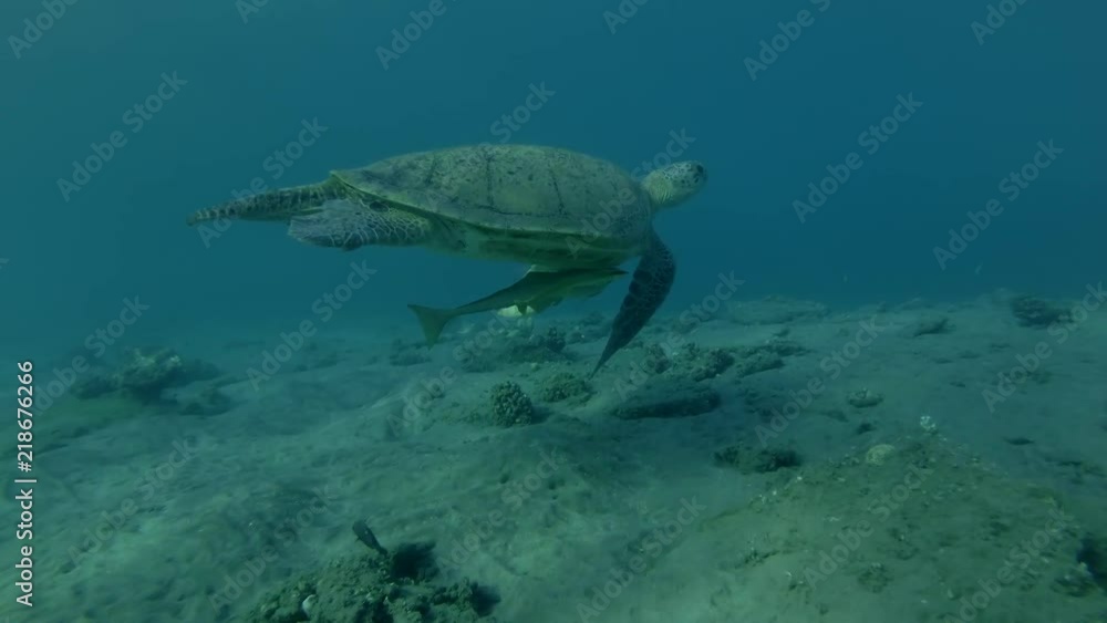 Old male Green sea turtle swim over sandy bottom in the blue water ...
