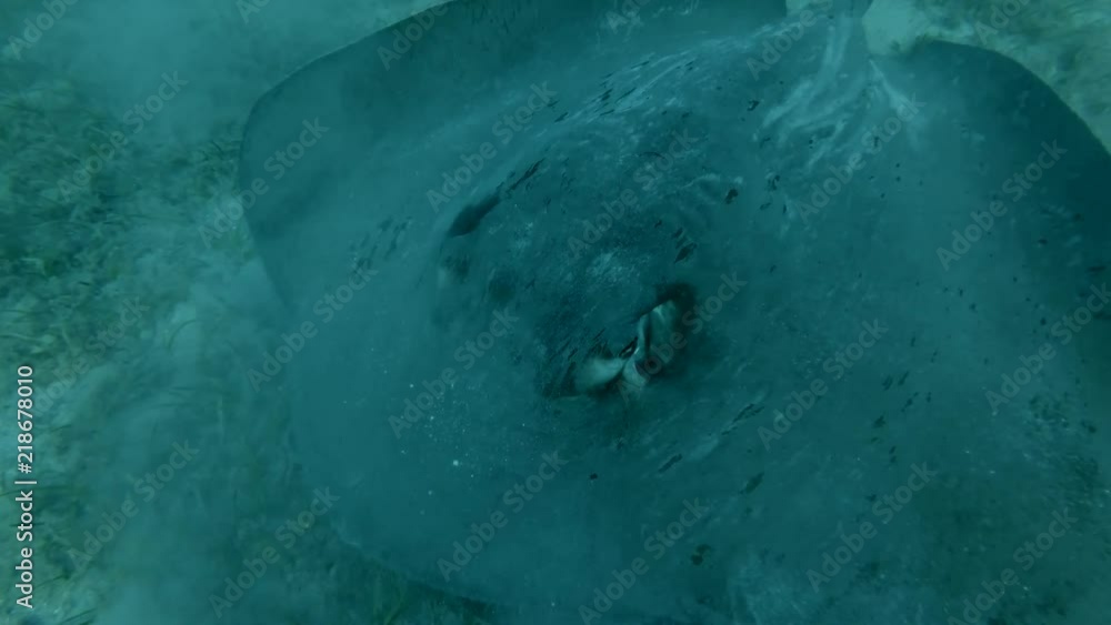 Round Stingray (Taeniura grabata) on sandy bottom (Underwater shot, 4K ...