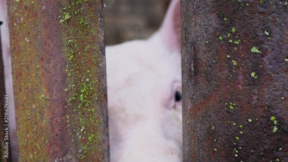 Two small white piglets in a pigsty, piglets behind a fence of metal ...