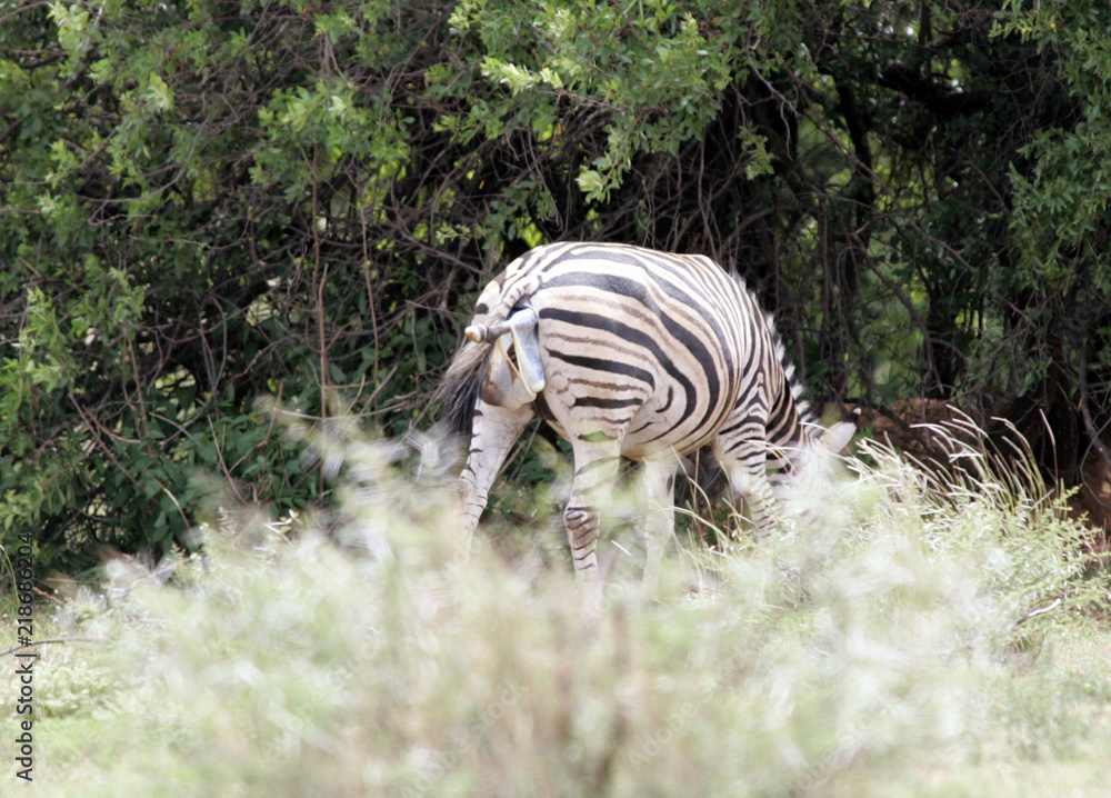 Zebras Giving Birth