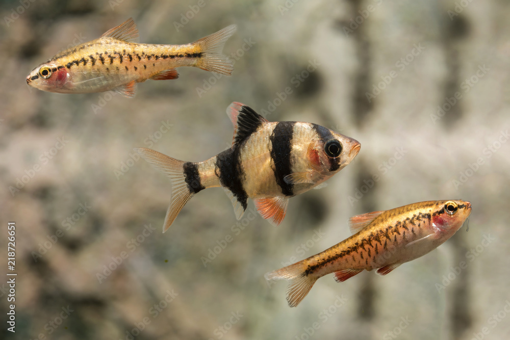 Puntius tetrazona and Puntius titteya fish in the aquarium. Stock Photo ...