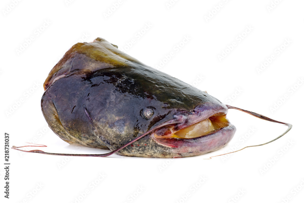 Catfish Head