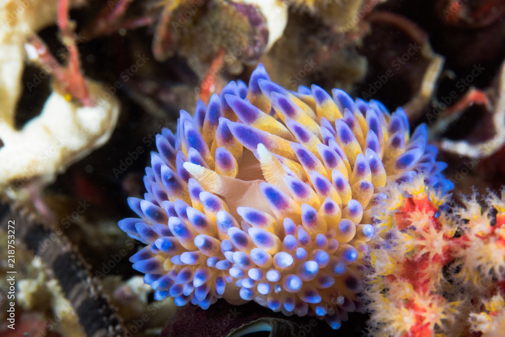 Gas flame nudibranch (Bonisa nakaza) front view of a sea slug with ...