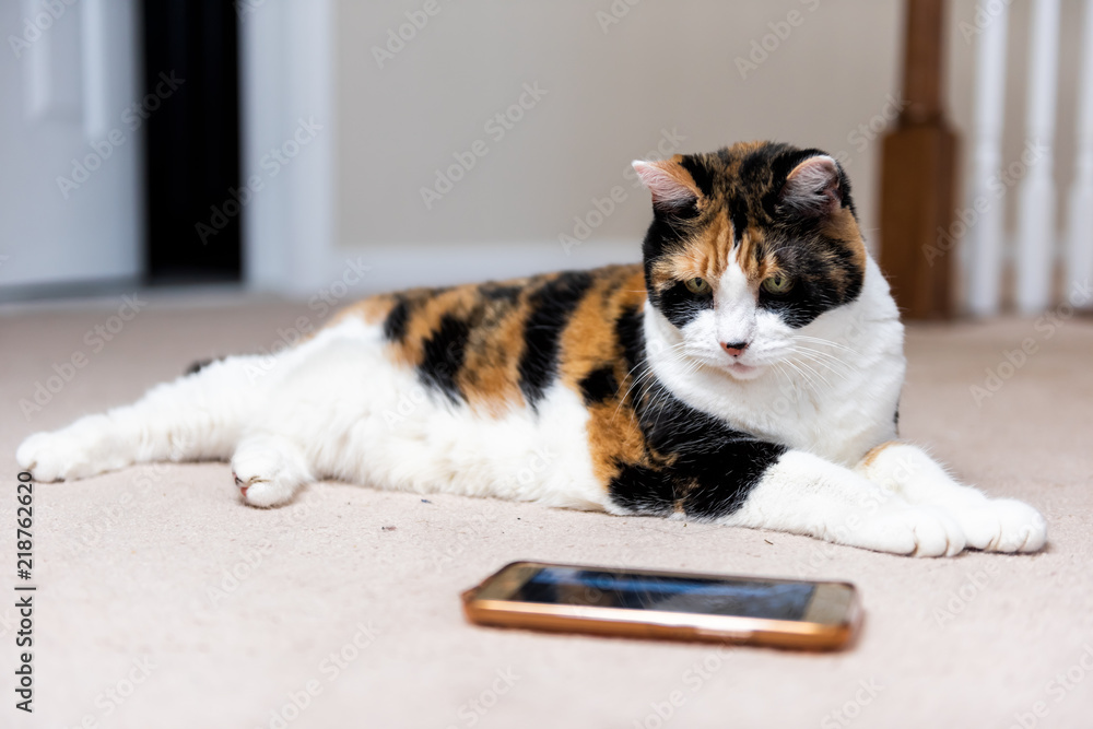 Closeup of calico cat face eyes looking at watching smartphone mobile ...